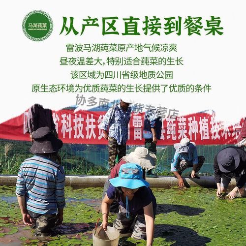 莼菜是哪里的特产_莼菜产地在哪里-第1张图片-山城妙识 莼菜是哪里的特产_莼菜产地在哪里-第1张图片-山城妙识