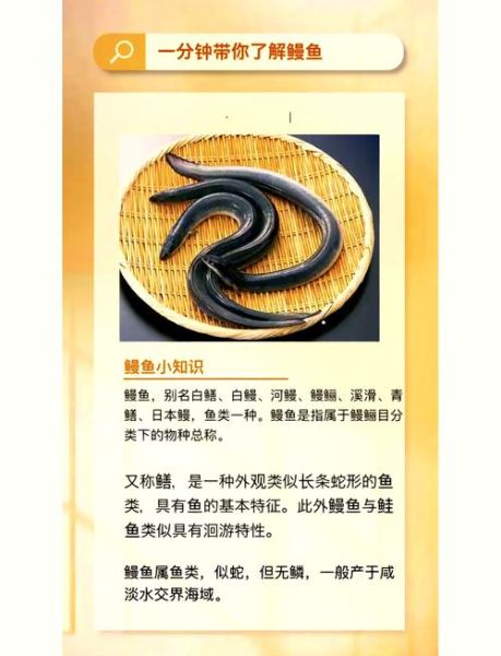 鳗鱼怎么读_鳗鱼读音是什么-第1张图片-山城妙识 鳗鱼怎么读_鳗鱼读音是什么-第1张图片-山城妙识