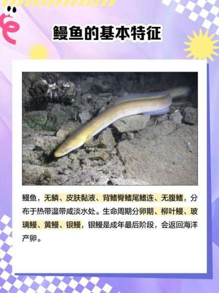 鳗鱼怎么读_鳗鱼读音是什么-第3张图片-山城妙识 鳗鱼怎么读_鳗鱼读音是什么-第3张图片-山城妙识