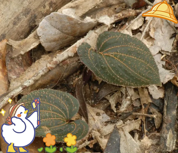 紫背天葵长什么样_紫背天葵图片特征-第1张图片-山城妙识