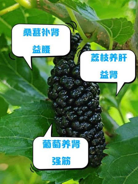 补肾壮阳吃什么水果最好_男人肾虚吃什么水果见效快-第2张图片-山城妙识