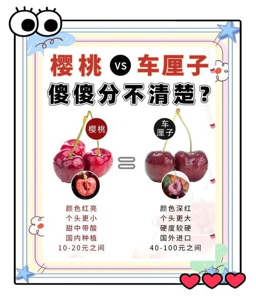 车厘子和樱桃的区别_哪个营养价值更高-第1张图片-山城妙识 车厘子和樱桃的区别_哪个营养价值更高-第1张图片-山城妙识