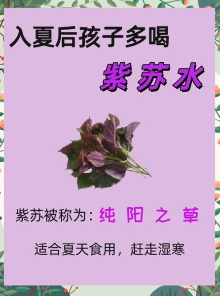 紫苏的功效与作用_紫苏怎么吃效果最好-第1张图片-山城妙识 紫苏的功效与作用_紫苏怎么吃效果最好-第1张图片-山城妙识