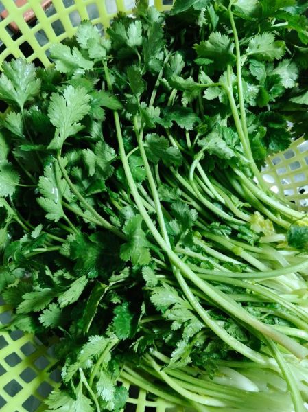 香菜饺子馅怎么调才好吃_香菜饺子馅做法窍门-第3张图片-山城妙识 香菜饺子馅怎么调才好吃_香菜饺子馅做法窍门-第3张图片-山城妙识