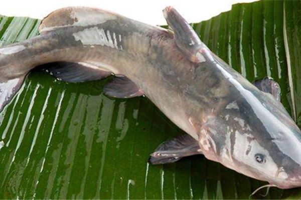 湄公鱼多少钱一斤_湄公鱼价格行情-第2张图片-山城妙识 湄公鱼多少钱一斤_湄公鱼价格行情-第2张图片-山城妙识