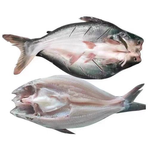 湄公鱼多少钱一斤_湄公鱼价格行情-第3张图片-山城妙识 湄公鱼多少钱一斤_湄公鱼价格行情-第3张图片-山城妙识