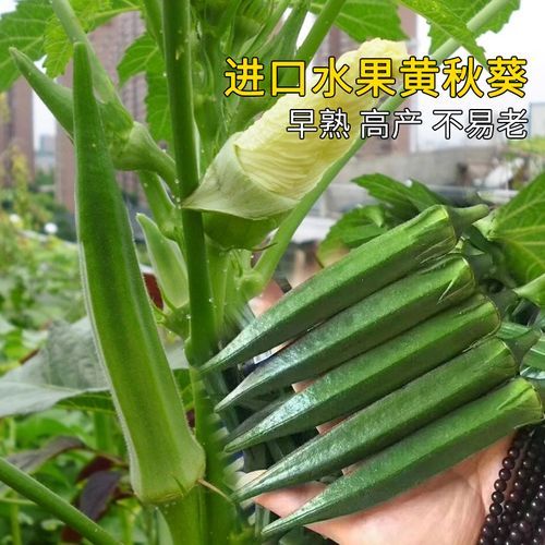 黄秋葵多少钱一盒_黄秋葵价格行情-第3张图片-山城妙识 黄秋葵多少钱一盒_黄秋葵价格行情-第3张图片-山城妙识