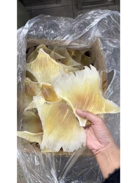 鱼翅多少钱一斤_鱼翅价格为什么差距大-第2张图片-山城妙识
