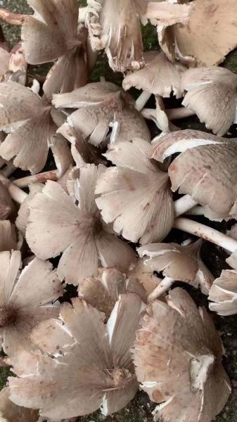 鸡纵菌油怎么做_鸡纵菌油保存多久-第2张图片-山城妙识