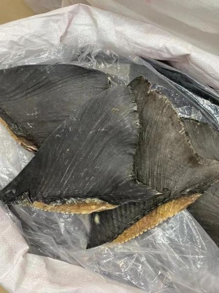 鱼翅多少钱一斤_鱼翅价格为什么差距大-第3张图片-山城妙识