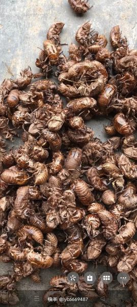 知了壳多少钱一斤收购_知了壳收购价格行情-第1张图片-山城妙识 知了壳多少钱一斤收购_知了壳收购价格行情-第1张图片-山城妙识