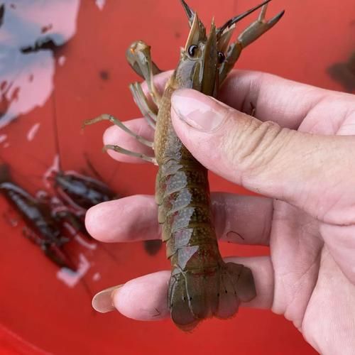 澳洲淡水龙虾苗价格多少钱_澳洲淡水龙虾苗批发价-第1张图片-山城妙识 澳洲淡水龙虾苗价格多少钱_澳洲淡水龙虾苗批发价-第1张图片-山城妙识