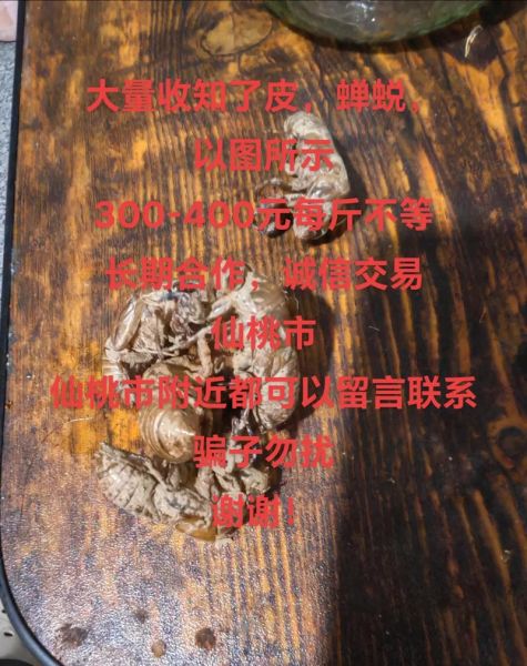 知了壳多少钱一斤收购_知了壳收购价格行情-第3张图片-山城妙识 知了壳多少钱一斤收购_知了壳收购价格行情-第3张图片-山城妙识