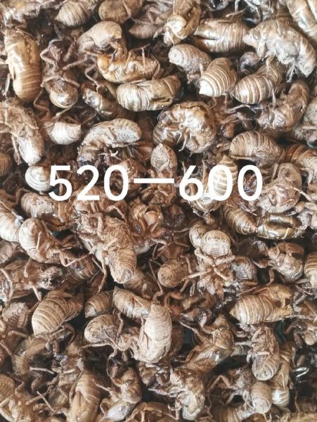 知了壳多少钱一斤收购_知了壳收购价格行情-第2张图片-山城妙识 知了壳多少钱一斤收购_知了壳收购价格行情-第2张图片-山城妙识