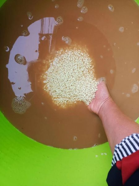 包粽子大米泡了三天还能用吗_如何补救-第1张图片-山城妙识 包粽子大米泡了三天还能用吗_如何补救-第1张图片-山城妙识