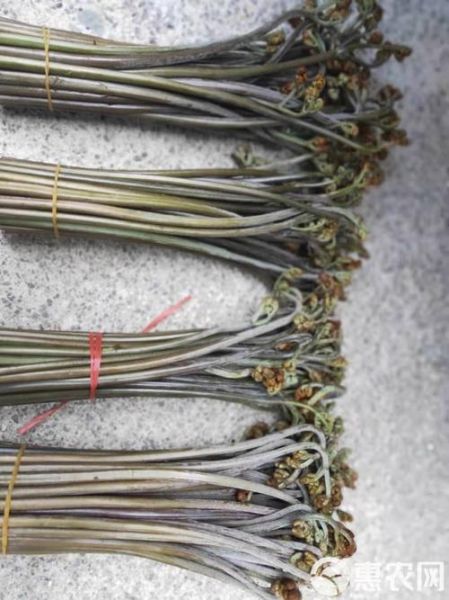 蕨菜根的功效与作用_蕨菜根怎么吃最养生-第3张图片-山城妙识 蕨菜根的功效与作用_蕨菜根怎么吃最养生-第3张图片-山城妙识