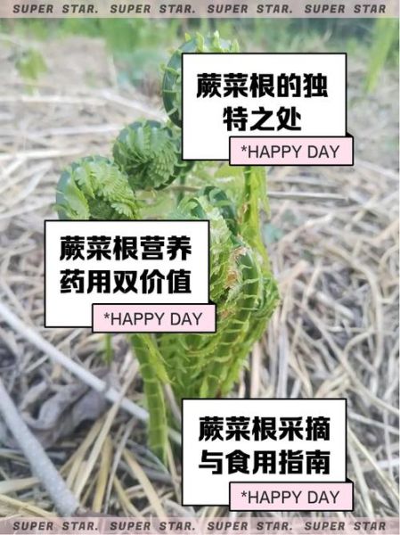 蕨菜根的功效与作用_蕨菜根怎么吃最养生-第1张图片-山城妙识 蕨菜根的功效与作用_蕨菜根怎么吃最养生-第1张图片-山城妙识