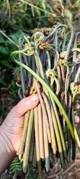 蕨菜根的功效与作用_蕨菜根怎么吃最养生-第2张图片-山城妙识 蕨菜根的功效与作用_蕨菜根怎么吃最养生-第2张图片-山城妙识