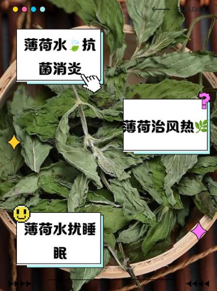 鲜薄荷叶泡水喝的功效_鲜薄荷叶泡水喝的禁忌-第1张图片-山城妙识 鲜薄荷叶泡水喝的功效_鲜薄荷叶泡水喝的禁忌-第1张图片-山城妙识