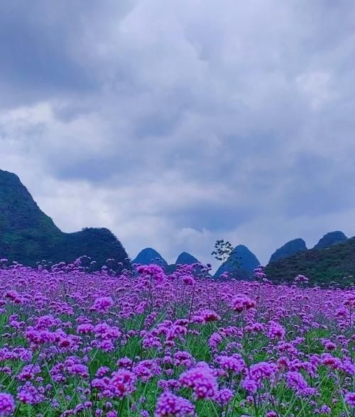 马鞭草长什么样_马鞭草植物特征-第1张图片-山城妙识 马鞭草长什么样_马鞭草植物特征-第1张图片-山城妙识