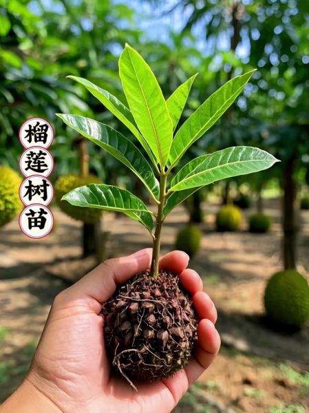 榴莲树苗1年能长多高_榴莲树苗1年图片真实对比-第1张图片-山城妙识 榴莲树苗1年能长多高_榴莲树苗1年图片真实对比-第1张图片-山城妙识