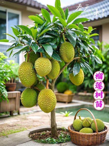 榴莲树苗1年能长多高_榴莲树苗1年图片真实对比-第3张图片-山城妙识 榴莲树苗1年能长多高_榴莲树苗1年图片真实对比-第3张图片-山城妙识