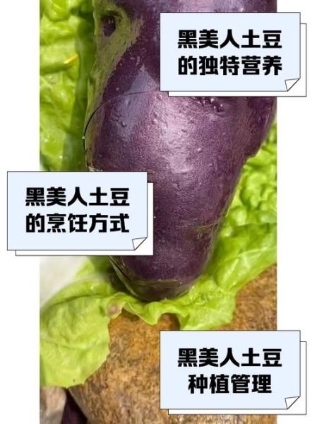 黑美人土豆产地在哪里_黑美人土豆哪里产最好-第3张图片-山城妙识 黑美人土豆产地在哪里_黑美人土豆哪里产最好-第3张图片-山城妙识