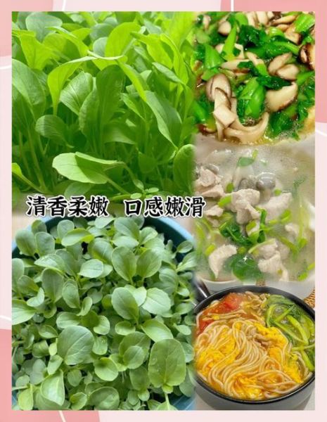 鸡毛菜什么时候种最好_鸡毛菜怎么种才高产-第1张图片-山城妙识 鸡毛菜什么时候种最好_鸡毛菜怎么种才高产-第1张图片-山城妙识