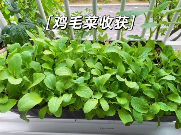 鸡毛菜什么时候种最好_鸡毛菜怎么种才高产-第3张图片-山城妙识 鸡毛菜什么时候种最好_鸡毛菜怎么种才高产-第3张图片-山城妙识