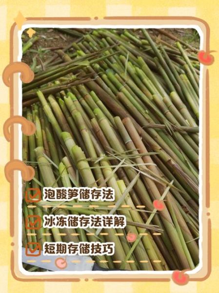 竹笋怎么保存_竹笋焯水多久-第3张图片-山城妙识 竹笋怎么保存_竹笋焯水多久-第3张图片-山城妙识