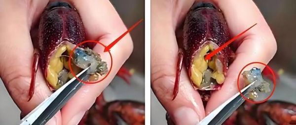 龙虾哪里不能吃图解_龙虾内脏位置示意图-第3张图片-山城妙识 龙虾哪里不能吃图解_龙虾内脏位置示意图-第3张图片-山城妙识