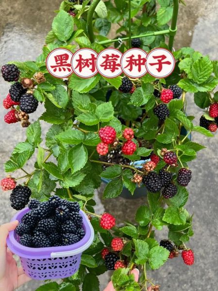 黑树莓的功效与作用禁忌_黑树莓怎么吃最健康-第2张图片-山城妙识 黑树莓的功效与作用禁忌_黑树莓怎么吃最健康-第2张图片-山城妙识