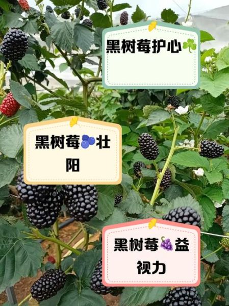 黑树莓的功效与作用禁忌_黑树莓怎么吃最健康-第3张图片-山城妙识 黑树莓的功效与作用禁忌_黑树莓怎么吃最健康-第3张图片-山城妙识