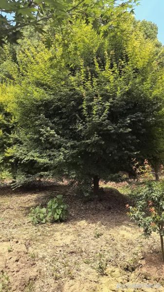 鸡爪槭是乔木还是灌木_鸡爪槭高度能长多高-第1张图片-山城妙识 鸡爪槭是乔木还是灌木_鸡爪槭高度能长多高-第1张图片-山城妙识