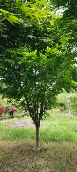 鸡爪槭是乔木还是灌木_鸡爪槭高度能长多高-第3张图片-山城妙识 鸡爪槭是乔木还是灌木_鸡爪槭高度能长多高-第3张图片-山城妙识