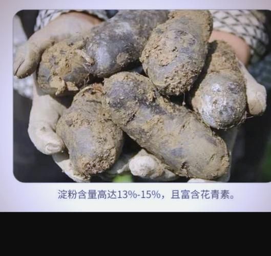 黑美人土豆多少钱一斤_黑美人土豆价格走势-第1张图片-山城妙识 黑美人土豆多少钱一斤_黑美人土豆价格走势-第1张图片-山城妙识