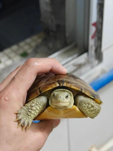 黄喉拟水龟小青怎么养_黄喉拟水龟小青能长多大-第1张图片-山城妙识 黄喉拟水龟小青怎么养_黄喉拟水龟小青能长多大-第1张图片-山城妙识