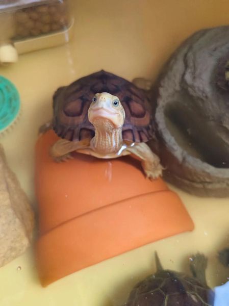 黄喉拟水龟小青怎么养_黄喉拟水龟小青能长多大-第3张图片-山城妙识 黄喉拟水龟小青怎么养_黄喉拟水龟小青能长多大-第3张图片-山城妙识