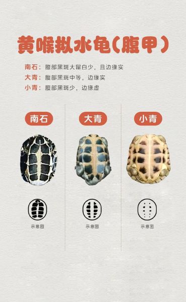 黄喉拟水龟小青怎么养_黄喉拟水龟小青能长多大-第2张图片-山城妙识 黄喉拟水龟小青怎么养_黄喉拟水龟小青能长多大-第2张图片-山城妙识