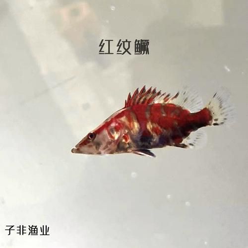 鳜鱼苗怎么挑选_鳜鱼苗价格多少钱一斤-第1张图片-山城妙识 鳜鱼苗怎么挑选_鳜鱼苗价格多少钱一斤-第1张图片-山城妙识