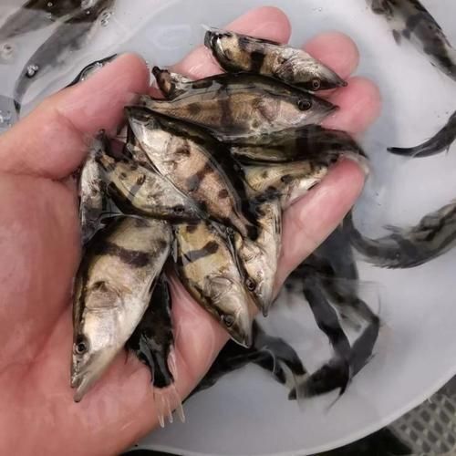 鳜鱼苗怎么挑选_鳜鱼苗价格多少钱一斤-第3张图片-山城妙识 鳜鱼苗怎么挑选_鳜鱼苗价格多少钱一斤-第3张图片-山城妙识