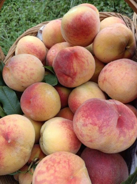 黄桃图库免费下载_黄桃图库怎么使用-第2张图片-山城妙识 黄桃图库免费下载_黄桃图库怎么使用-第2张图片-山城妙识