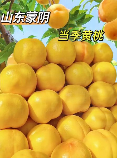 黄桃图库免费下载_黄桃图库怎么使用-第1张图片-山城妙识 黄桃图库免费下载_黄桃图库怎么使用-第1张图片-山城妙识