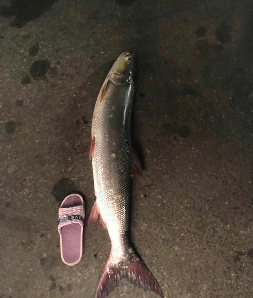 黄剑鱼的营养价值_黄剑鱼的功效与作用-第2张图片-山城妙识