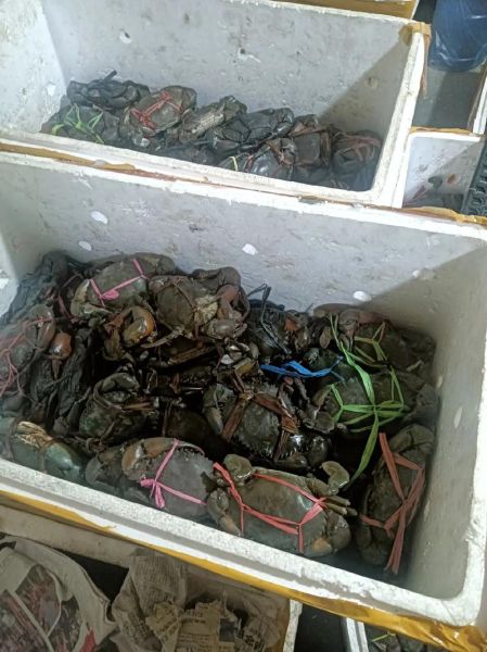 野生青蟹多少钱一斤_野生青蟹价格行情-第2张图片-山城妙识 野生青蟹多少钱一斤_野生青蟹价格行情-第2张图片-山城妙识