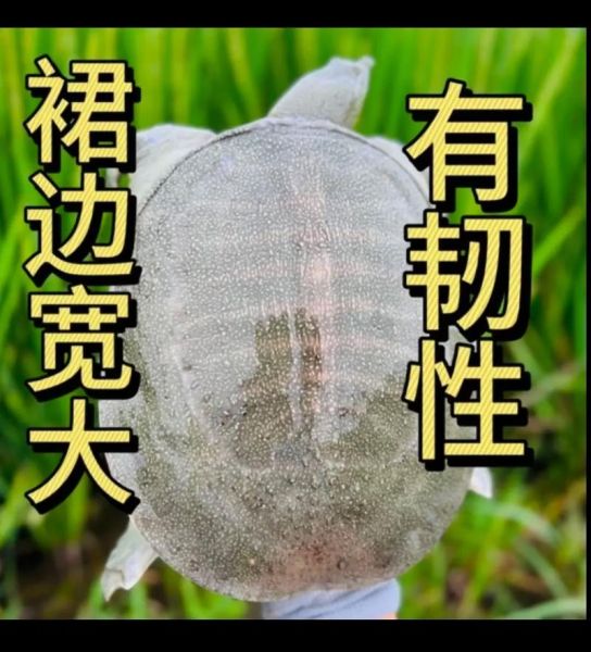 甲鱼价格行情最新价格_2024年甲鱼多少钱一斤-第2张图片-山城妙识 甲鱼价格行情最新价格_2024年甲鱼多少钱一斤-第2张图片-山城妙识