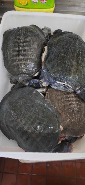 甲鱼价格行情最新价格_2024年甲鱼多少钱一斤-第3张图片-山城妙识 甲鱼价格行情最新价格_2024年甲鱼多少钱一斤-第3张图片-山城妙识