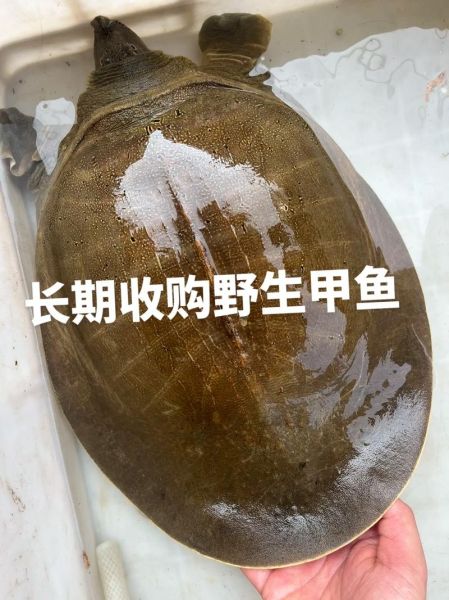 甲鱼价格行情最新价格_2024年甲鱼多少钱一斤-第1张图片-山城妙识 甲鱼价格行情最新价格_2024年甲鱼多少钱一斤-第1张图片-山城妙识