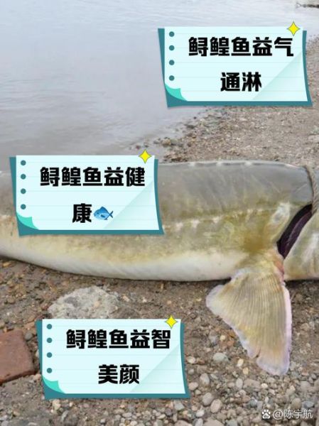 鲟鱼的营养价值_鲟鱼的功效与作用-第2张图片-山城妙识