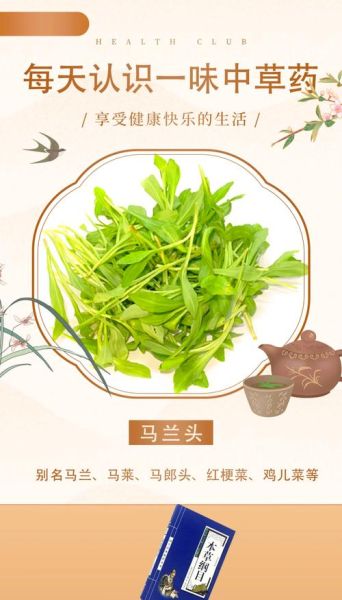 马兰头长什么样_马兰头图片大全哪里找-第1张图片-山城妙识 马兰头长什么样_马兰头图片大全哪里找-第1张图片-山城妙识